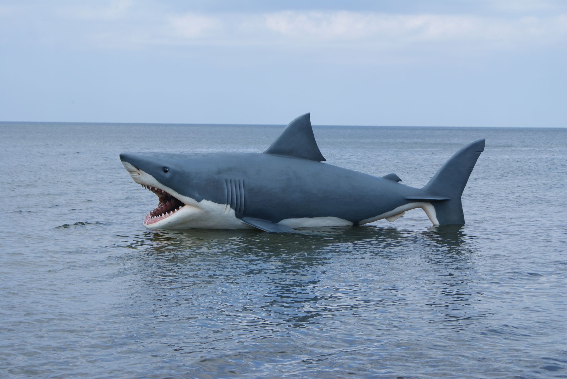 Rekin na plaży w Rewalu - Aktualności w Pobierowie - Pobierowo.com.pl